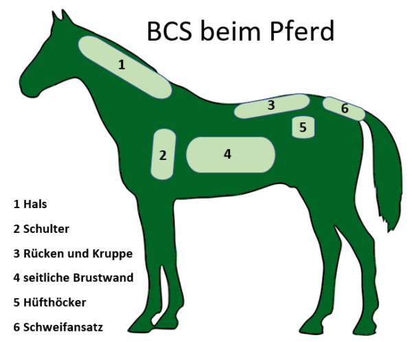 BCS - Body Conditioning Score eines Pferdes - Opti-Ration