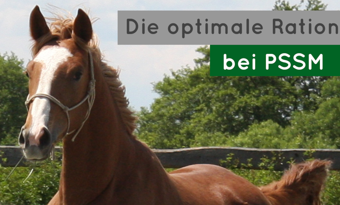 Opti-Ration - PSSM -spezielle Anforderungen an die Fütterung